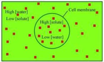 NCERT Solutions Class 9 Science Chapter 5 The Fundamental Unit of Life